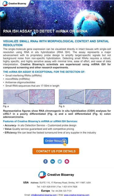 In situ hybridization | PPTX | Genetics | Science