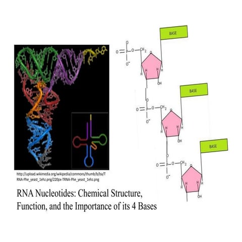 Rna nucleotides chemical structure, function, importance of bases | PPT