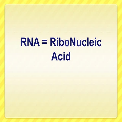 RNA PowerPoint.ppt