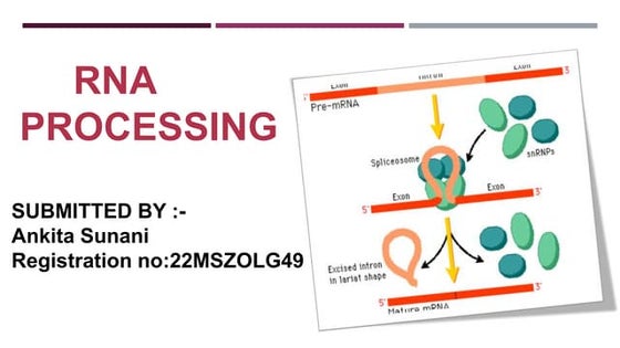 Transcription in eukaryotes | PPT