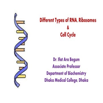 Rna , ribosome and cell cycle, july 2020 | PPT