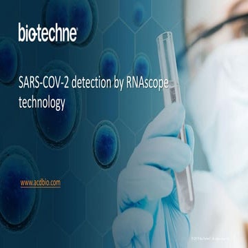 SARS-COV-2 detection by RNAscope technology | PDF | Genetics | Science
