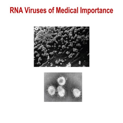 RNA virus lecture 24.pdf