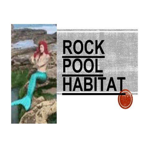 Presentation about rock pool habitat in nature | PPTX