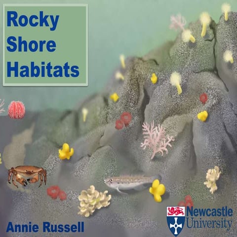 rocky shore powerpoint.ppt