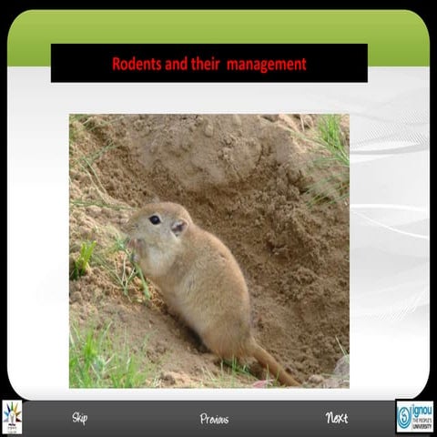 rodent (1).ppt
