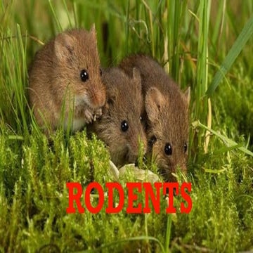 Rodents and vector.pptx..............,... | PPTX