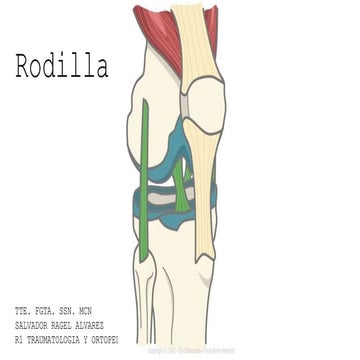 anatomia de rodilla y lesiones asociadas | PPTX