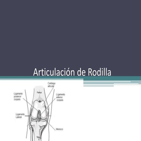 Rodilla articulación de rodilla (1) | PPTX
