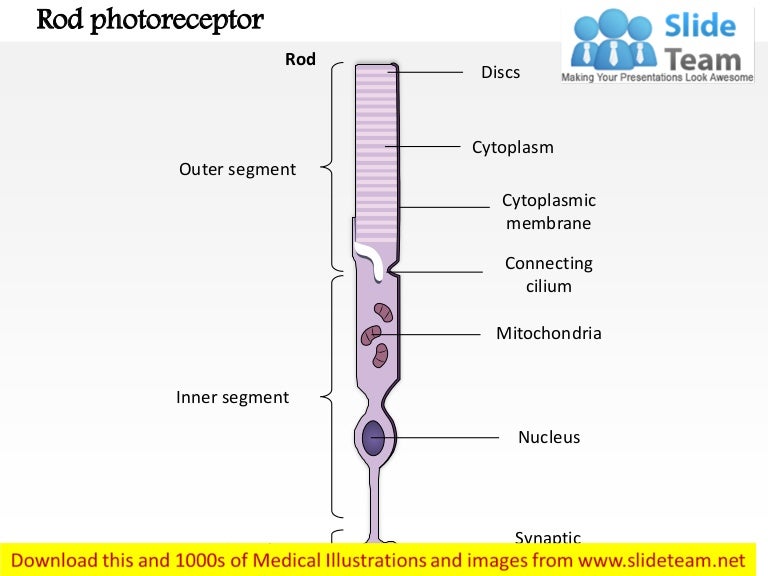 Rod photoreceptor medical images for power point