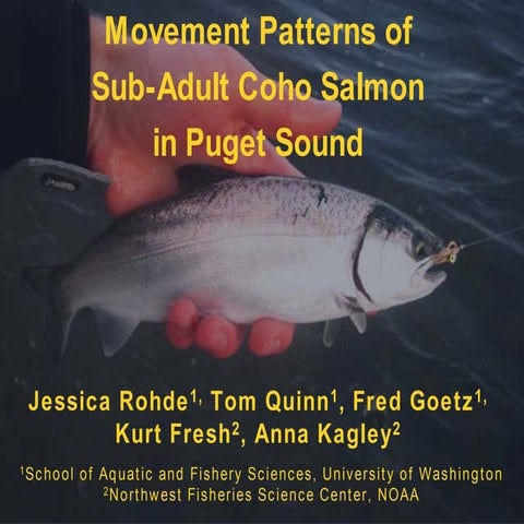 Movement Patterns of Sub-Adult Coho in Puget Sound | PPTX | Fish and ...