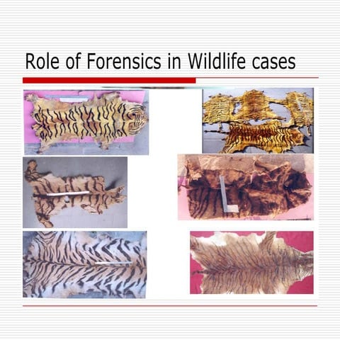 Role of forensics in wildlife | PDF