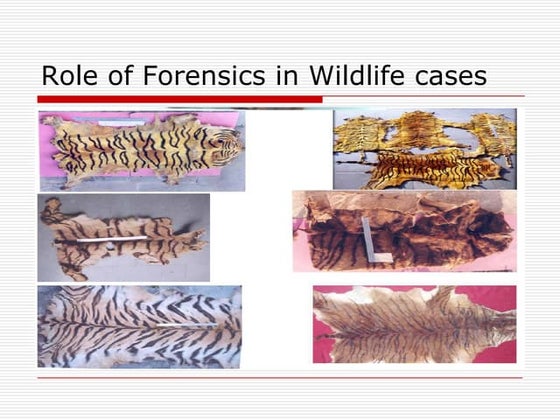 Wildlife Forensic.pptx