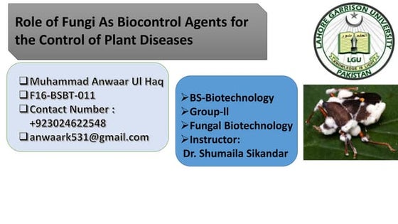 Conidial ontogeny | PPT