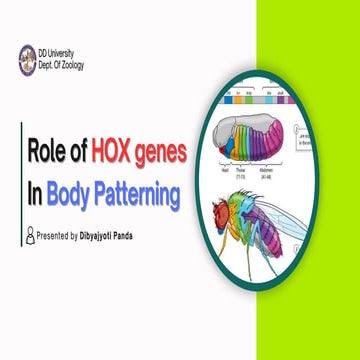 Role of Hox genes in Body patterning | PDF