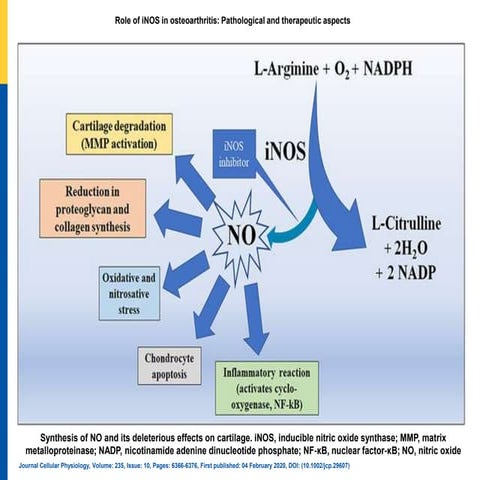 Role of iNOS in inflammation.pptx | Bone and Joint Conditions ...