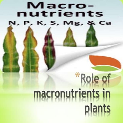 Role of macronutrients in plants | PPT
