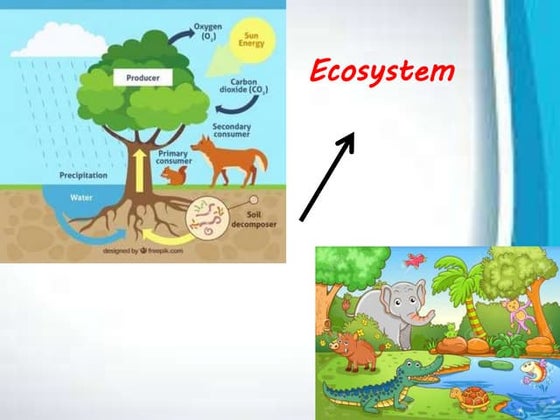Food Chains and Food WEB | PPT