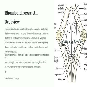 Roll no. 113 Rhomboid Fossa anatomy.pptx