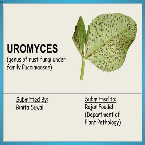 Uromyces | PPTX