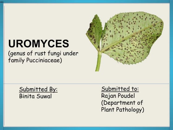 Asexual Fruiting bodies of fungi | PPTX | Biological Sciences | Science