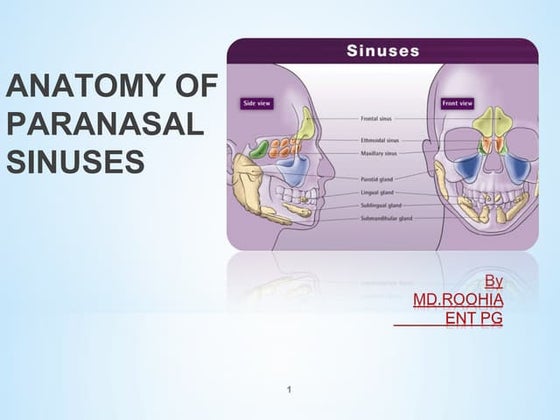 Anatomy of para nasal sinuses | PPT