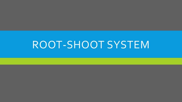 Roots System | PPTX