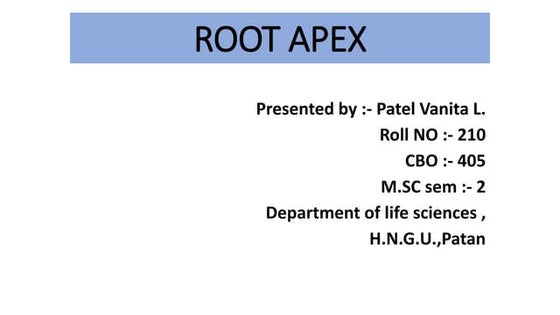 3. Root Apical Meristem and theories of root apical meristem | PPT