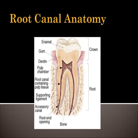 Root canal anatomy and access cavities | PPT