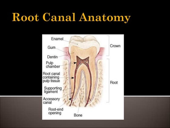 Anatomy of pulp chamber | PPTX | Dental Health | Diseases and Conditions