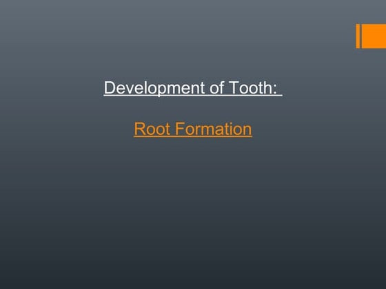 Development of Root | PPT