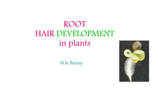 Sikkim Project File (presentation) | PPTX