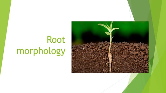 Root - Characteristics, types, Structure & Functions | PPTX