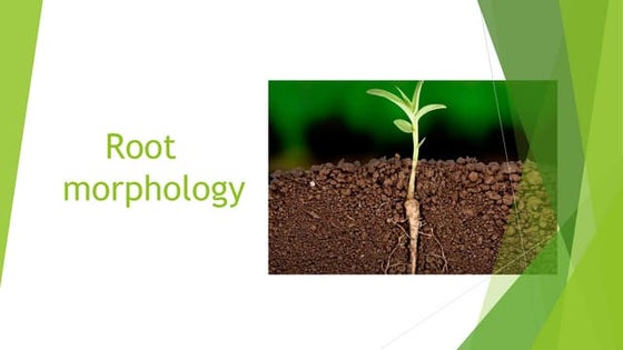 Root - Characteristics, types, Structure & Functions | PPTX