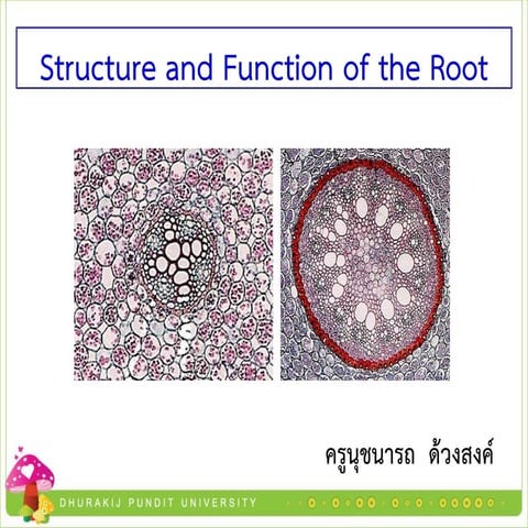 Root oui | PDF