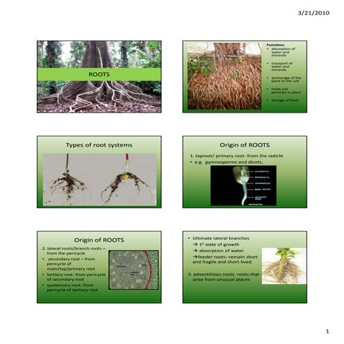 Roots: Structure and Functions | PDF