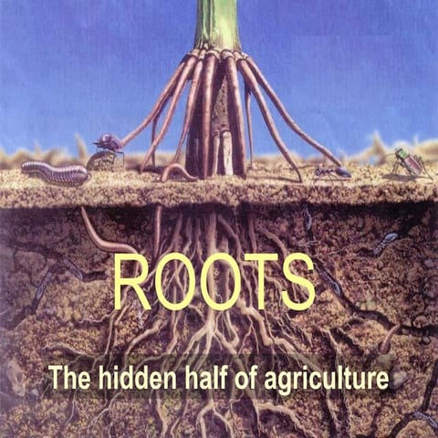 Roots | PDF