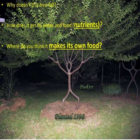 Roots | PPTX