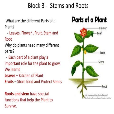 Plants, Roots and stem | PPTX