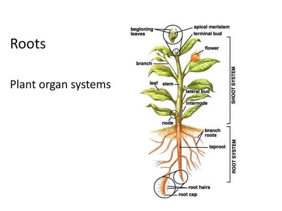 Roots And Shoots | PPT