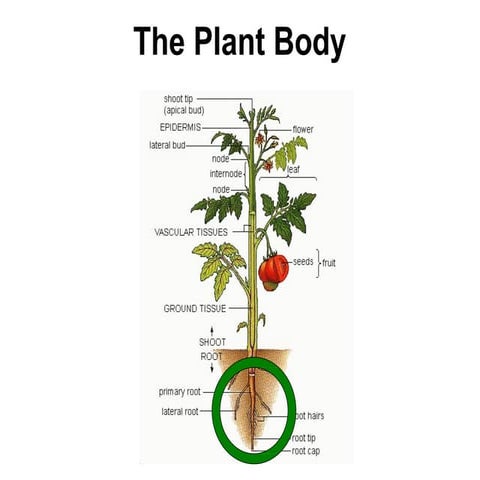 roots_in_flowering_plants Physiology.pptx