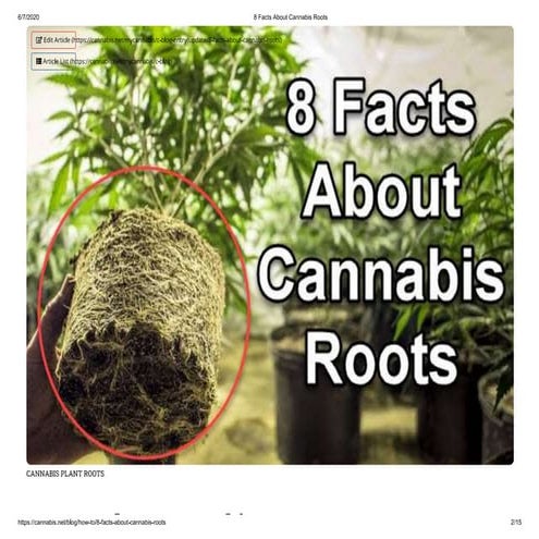 Marijuana Plant Roots and 8 Facts You Didn't Know About Them | PPT