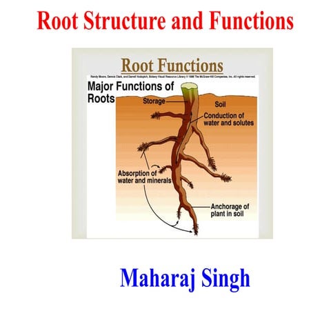 Root structure plant physiology-501.pptx