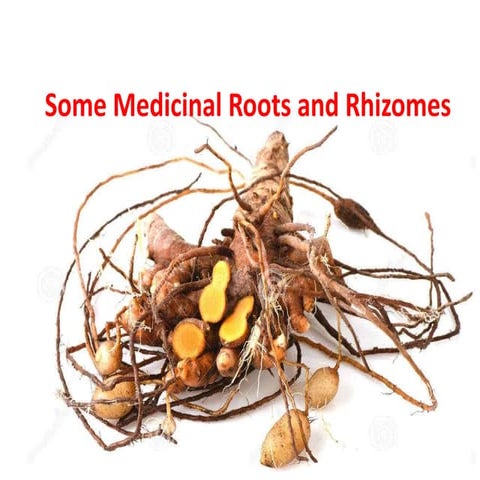Some medicinal roots and rhizomes | PPTX