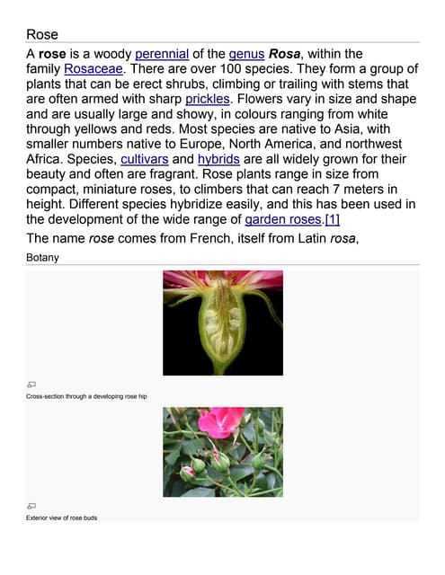 Rose Information in English-Rose Information for Project-Rose ...