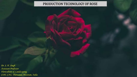 Rose Breeding.pptx