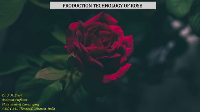 Rose Information in English-Rose Information for Project-Rose ...