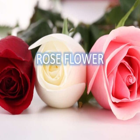 Rose flower's Description - Deskripsi Bunga Mawar | PPTX