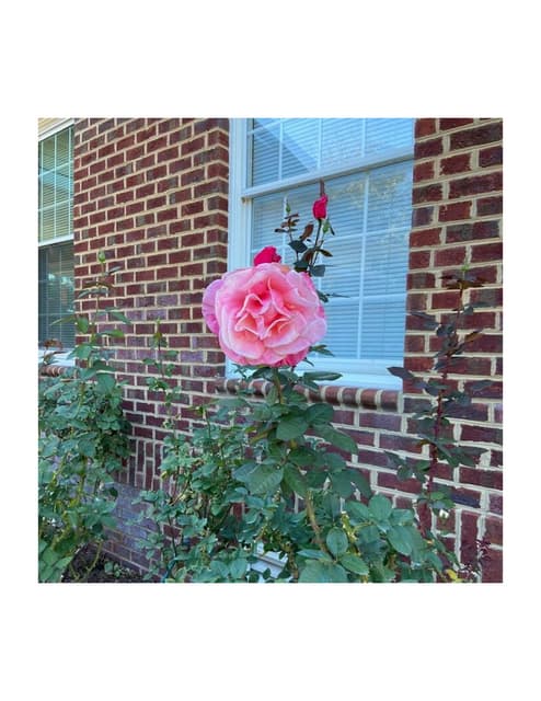 Wilmington dentists Dr. James Gainer and Dr. Adrian LePendu at ...