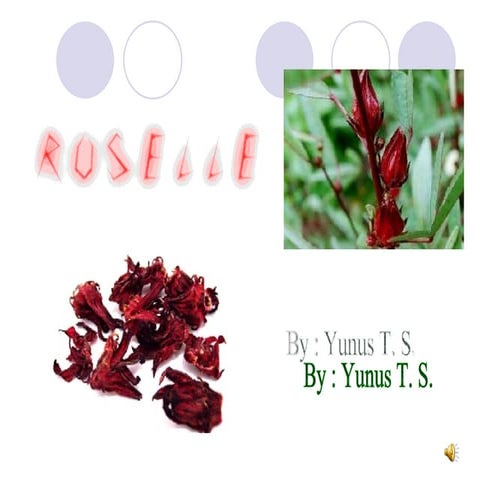 Roselle | PPT